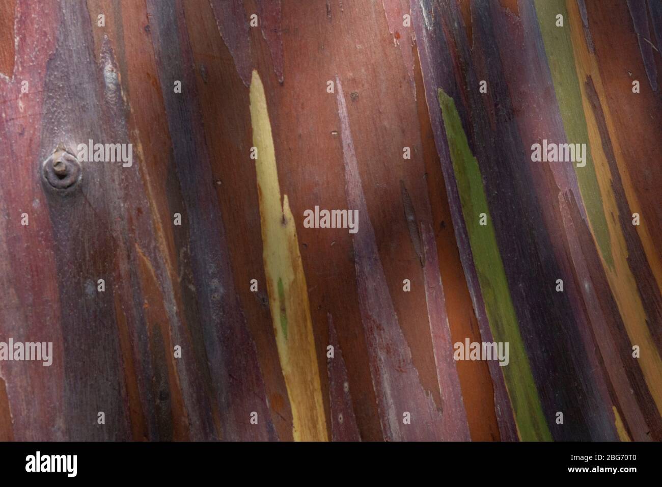 Rainbow eucalyptus tree along the Highway to Hana in Maui, Hawaii Stock ...