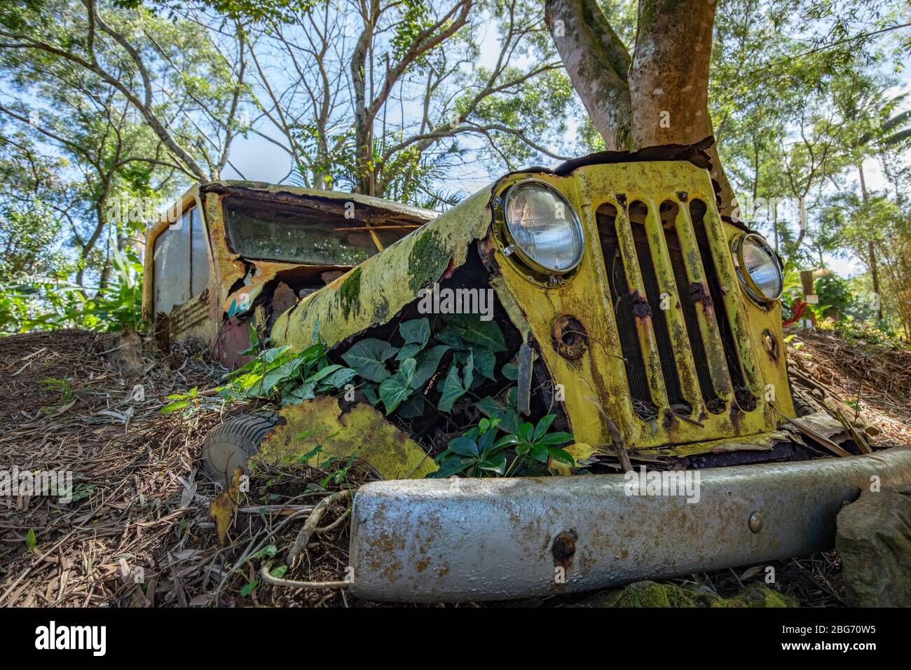 Old yellow jeep planter in Maui Hawaii Stock Photo - Alamy