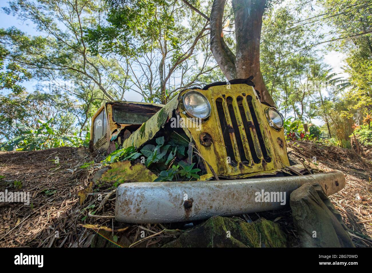 Old yellow jeep planter in Maui Hawaii Stock Photo - Alamy