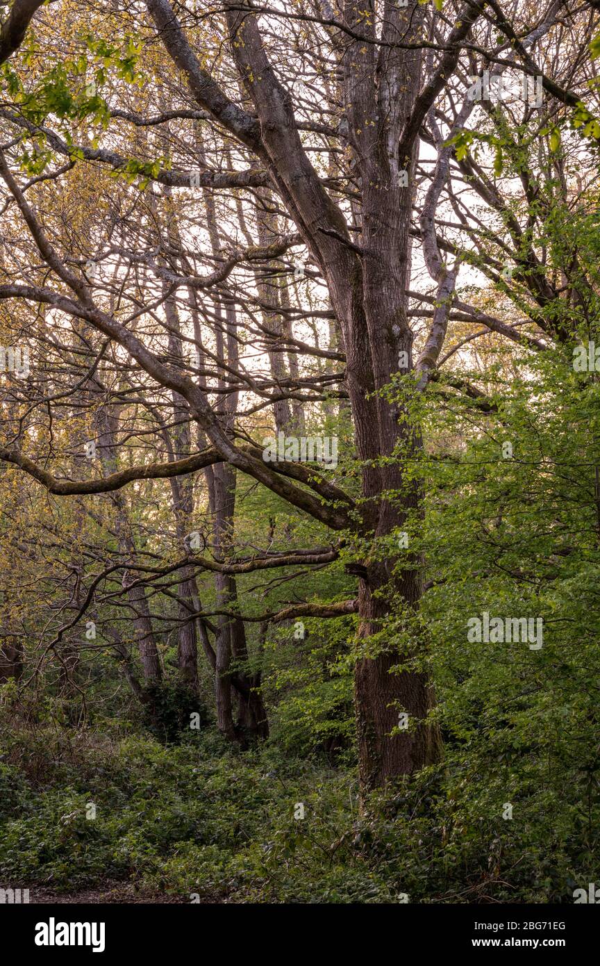 Deciduous trees on grassland hi-res stock photography and images - Alamy