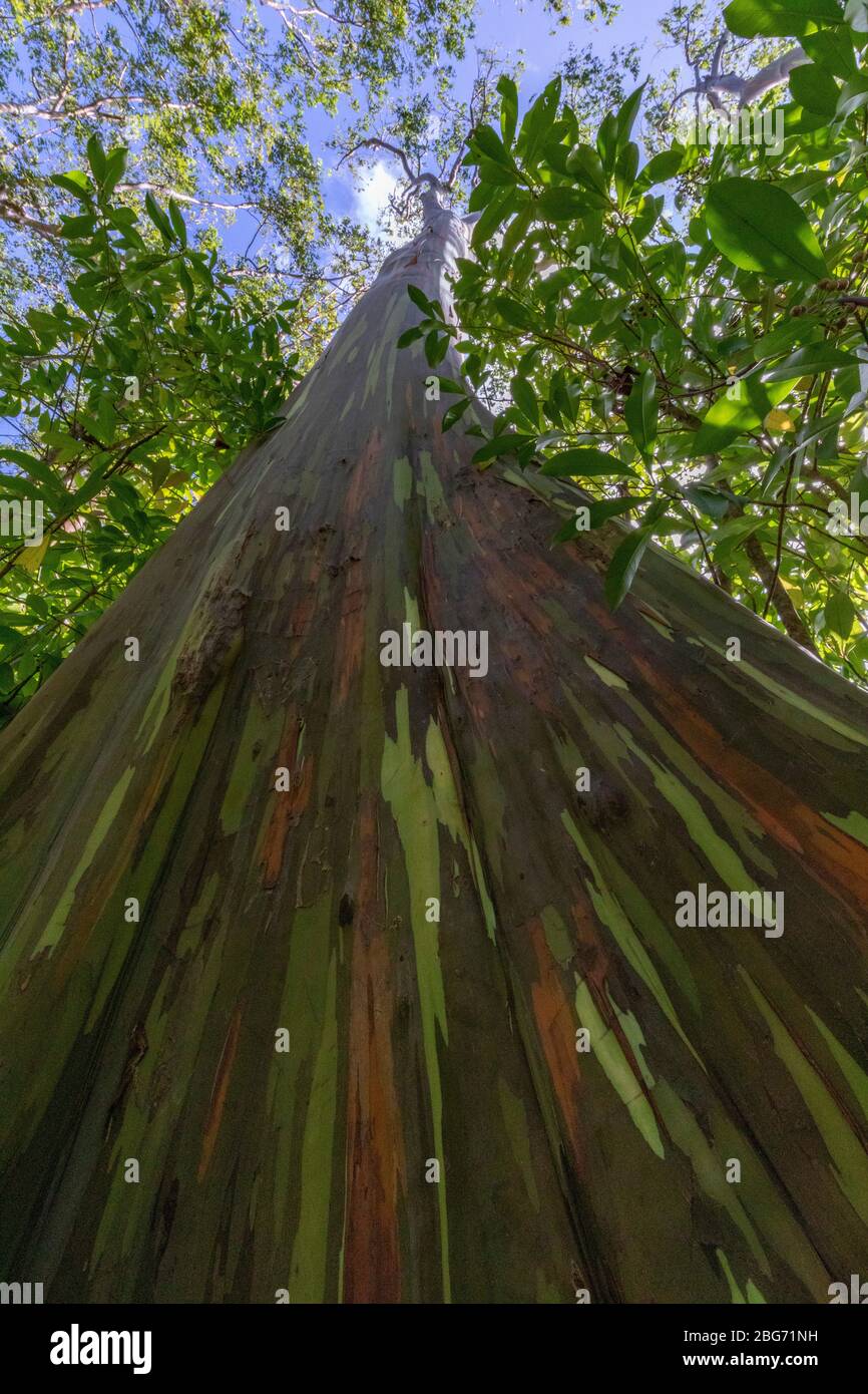 Rainbow eucalyptus tree along the Highway to Hana in Maui, Hawaii Stock ...