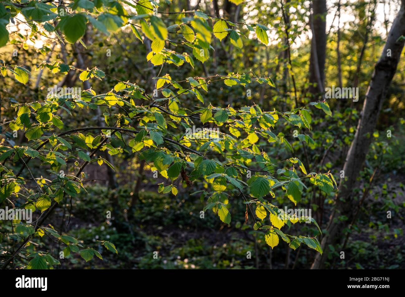 Scrase valley nature reserve hi-res stock photography and images - Alamy