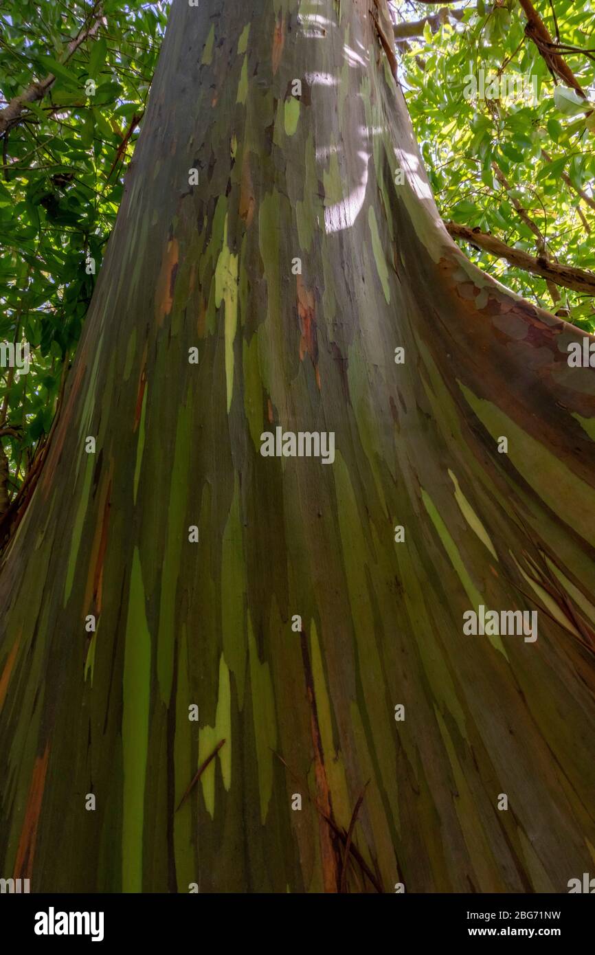 Rainbow eucalyptus tree along the Highway to Hana in Maui, Hawaii Stock ...