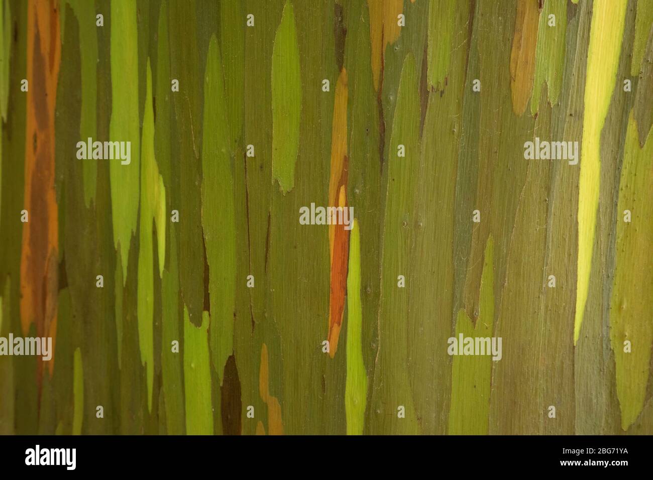 Rainbow eucalyptus tree along the Highway to Hana in Maui, Hawaii Stock ...