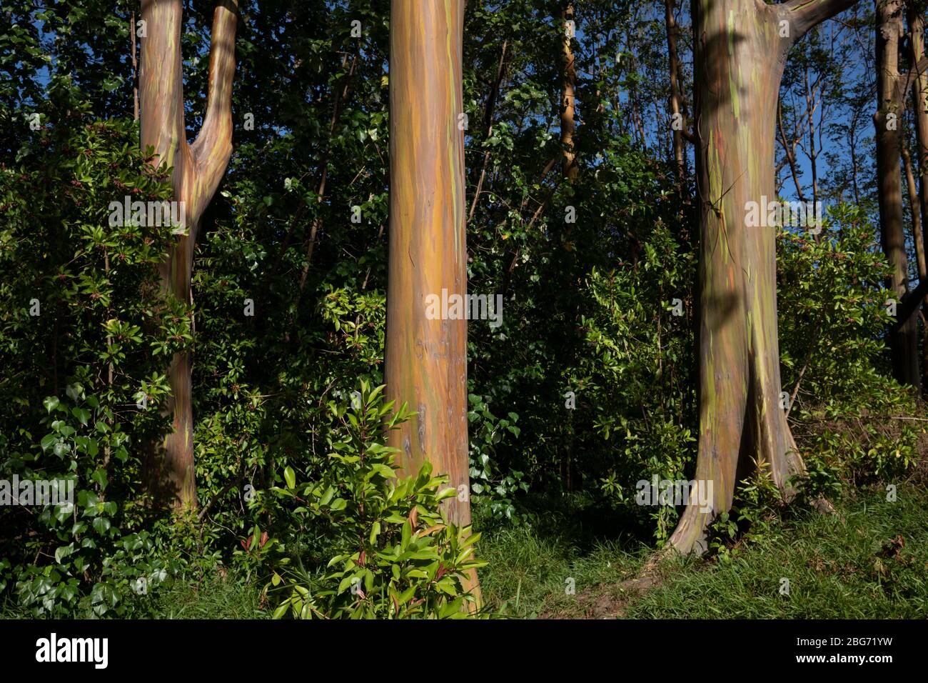 Eucalyptus Tree Hawaii Road To Hana at Mackenzie Mathy blog