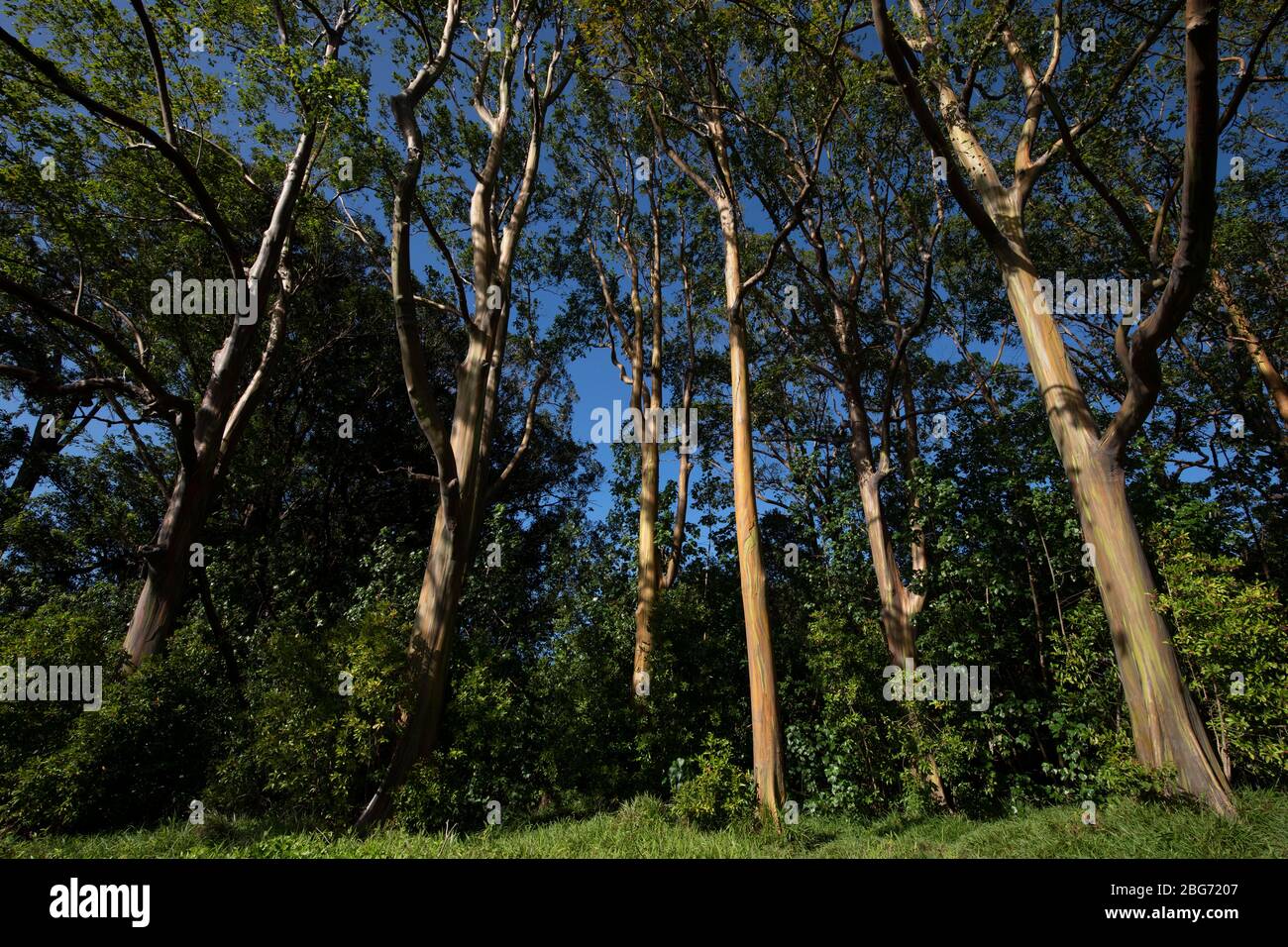 Rainbow eucalyptus tree along the Highway to Hana in Maui, Hawaii Stock ...