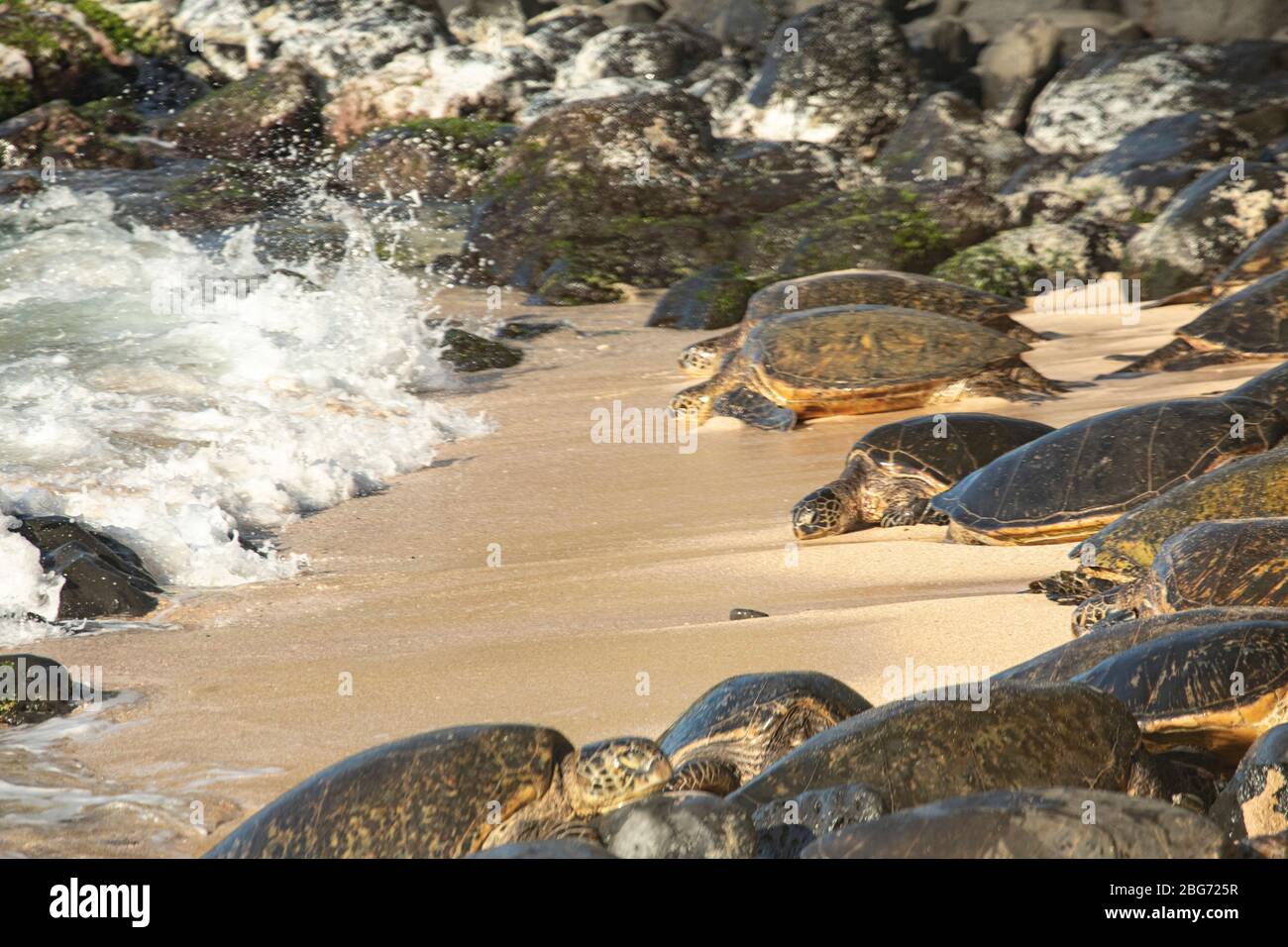Green Sea Turtles making their way to the Pacific Ocean with many ...