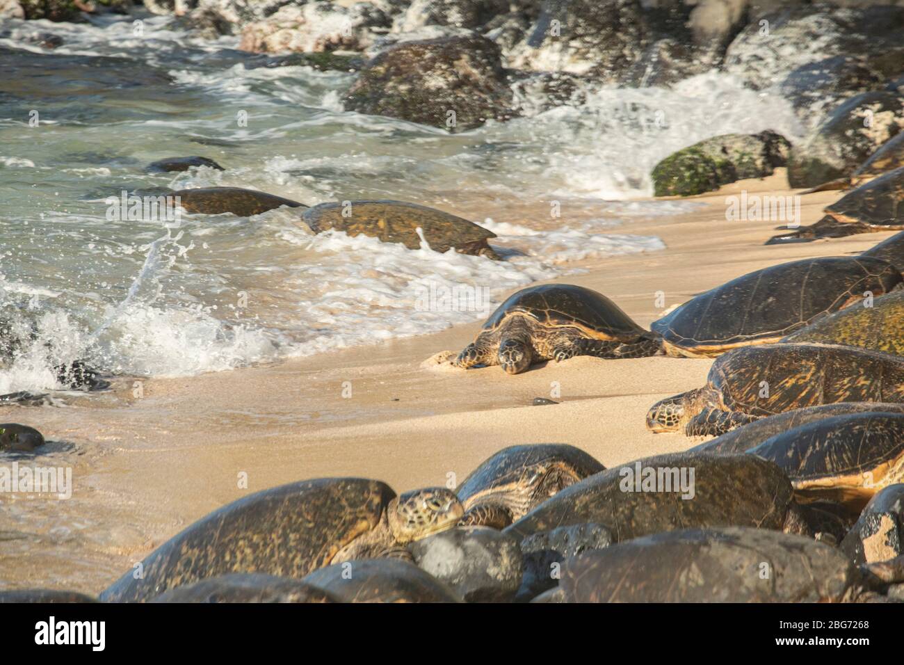Green Sea Turtles making their way to the Pacific Ocean with many ...