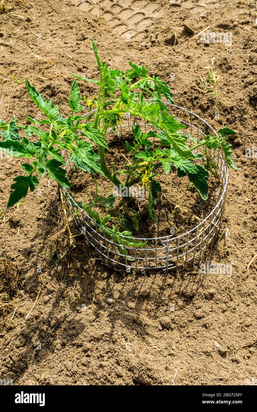 Gopher cages home made from welded wire material to protect Tomato ...