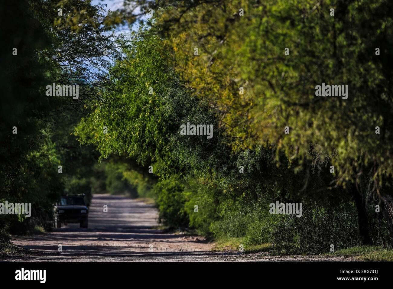 Camino entre los arboles hi-res stock photography and images - Alamy