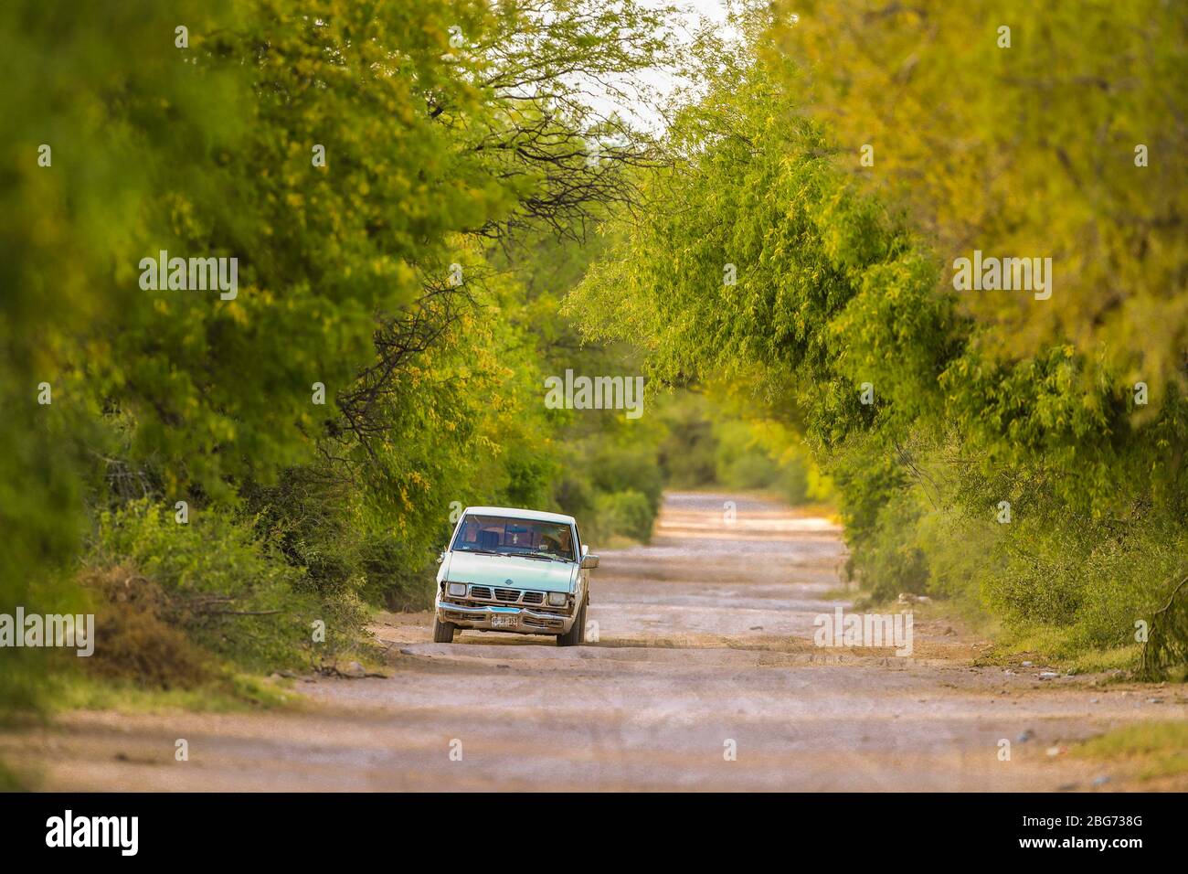Camino entre los arboles hi-res stock photography and images - Alamy