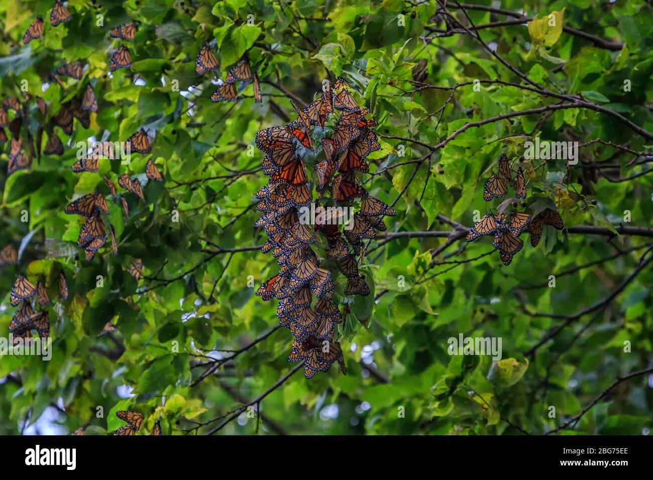 Monarch Butterflies roosting at the tip of Point Pelee before crossing ...