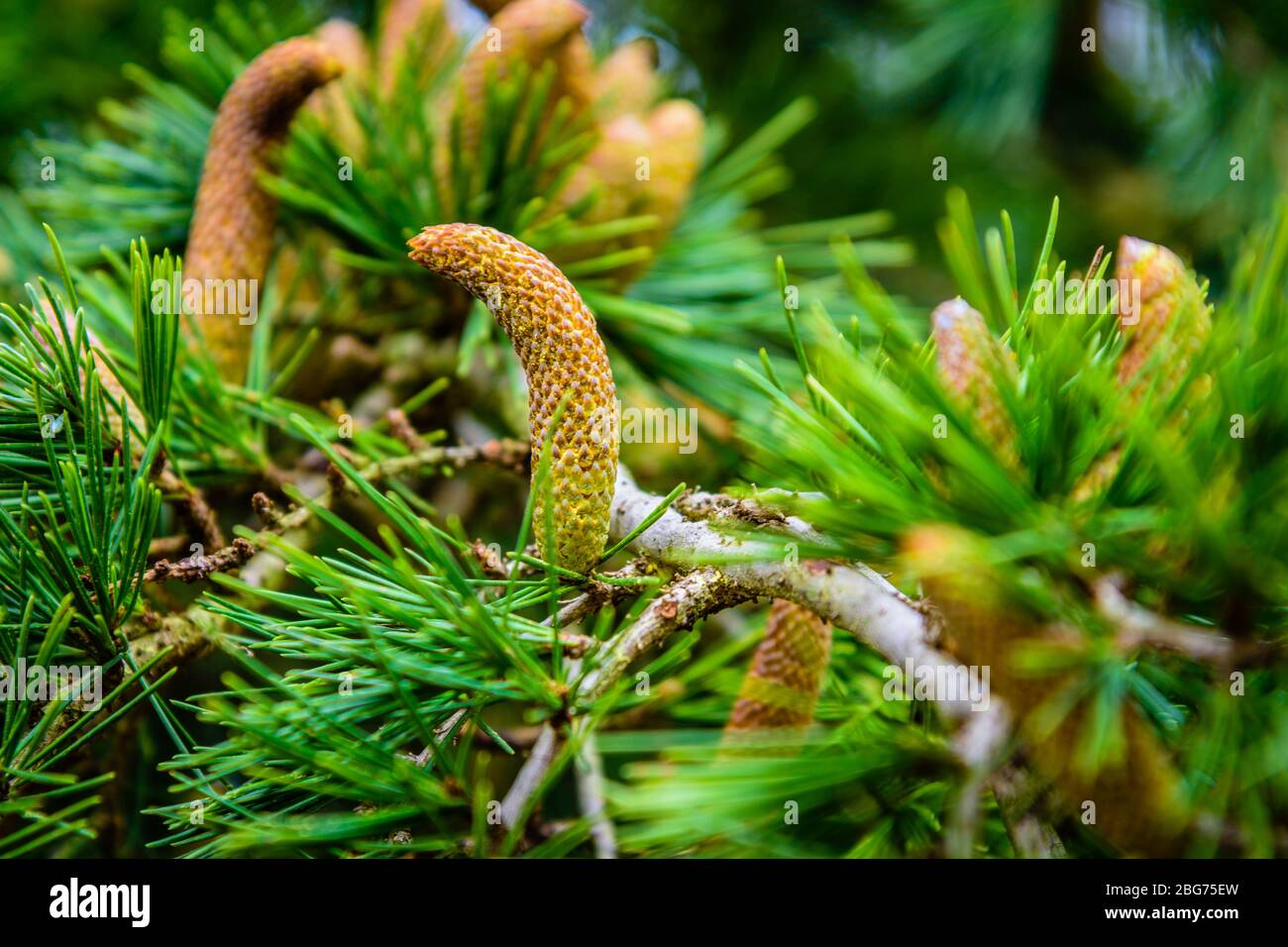 Abstract pine hi-res stock photography and images - Alamy