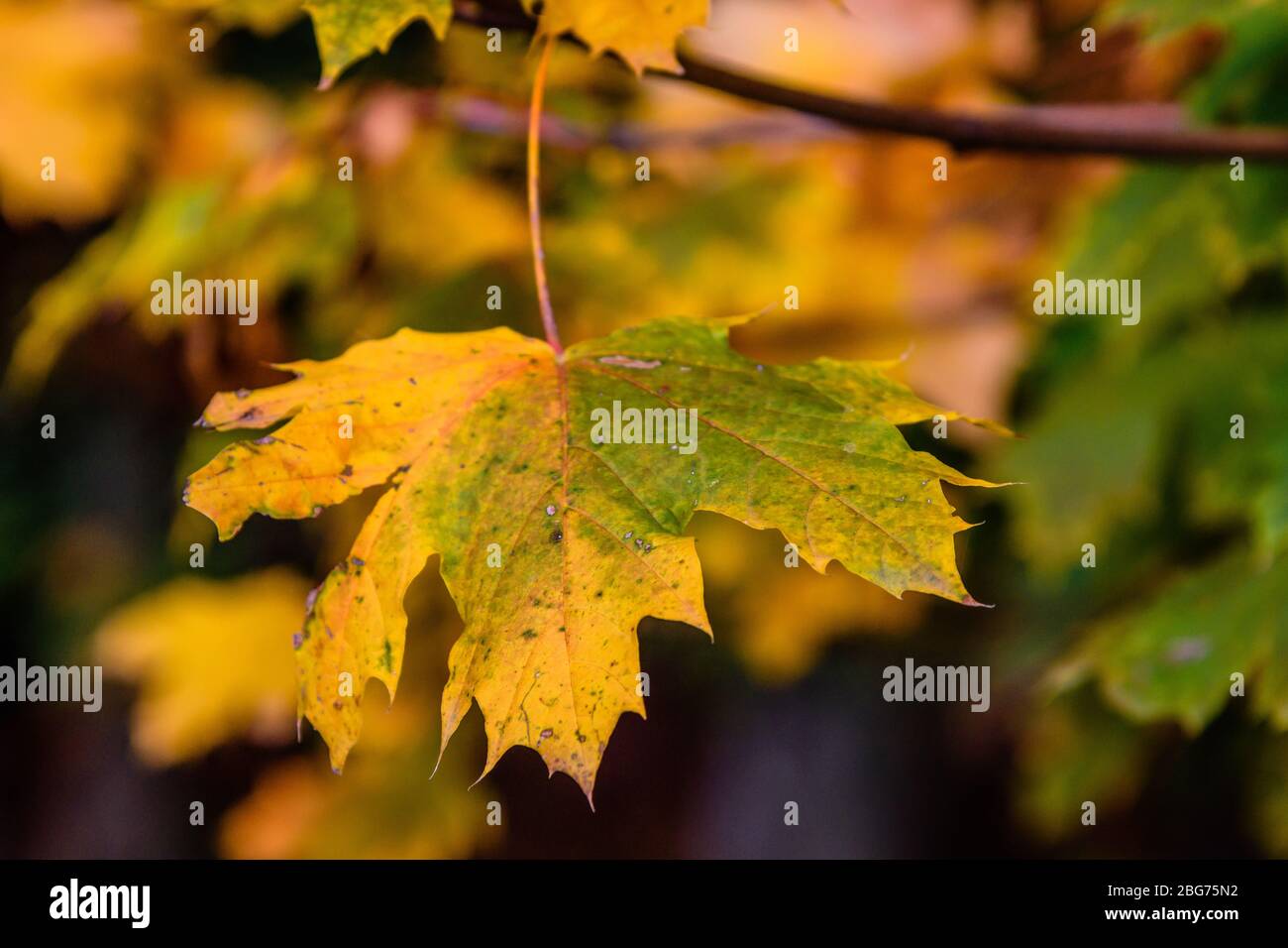 Leaf closeup in the autumn Stock Photo - Alamy
