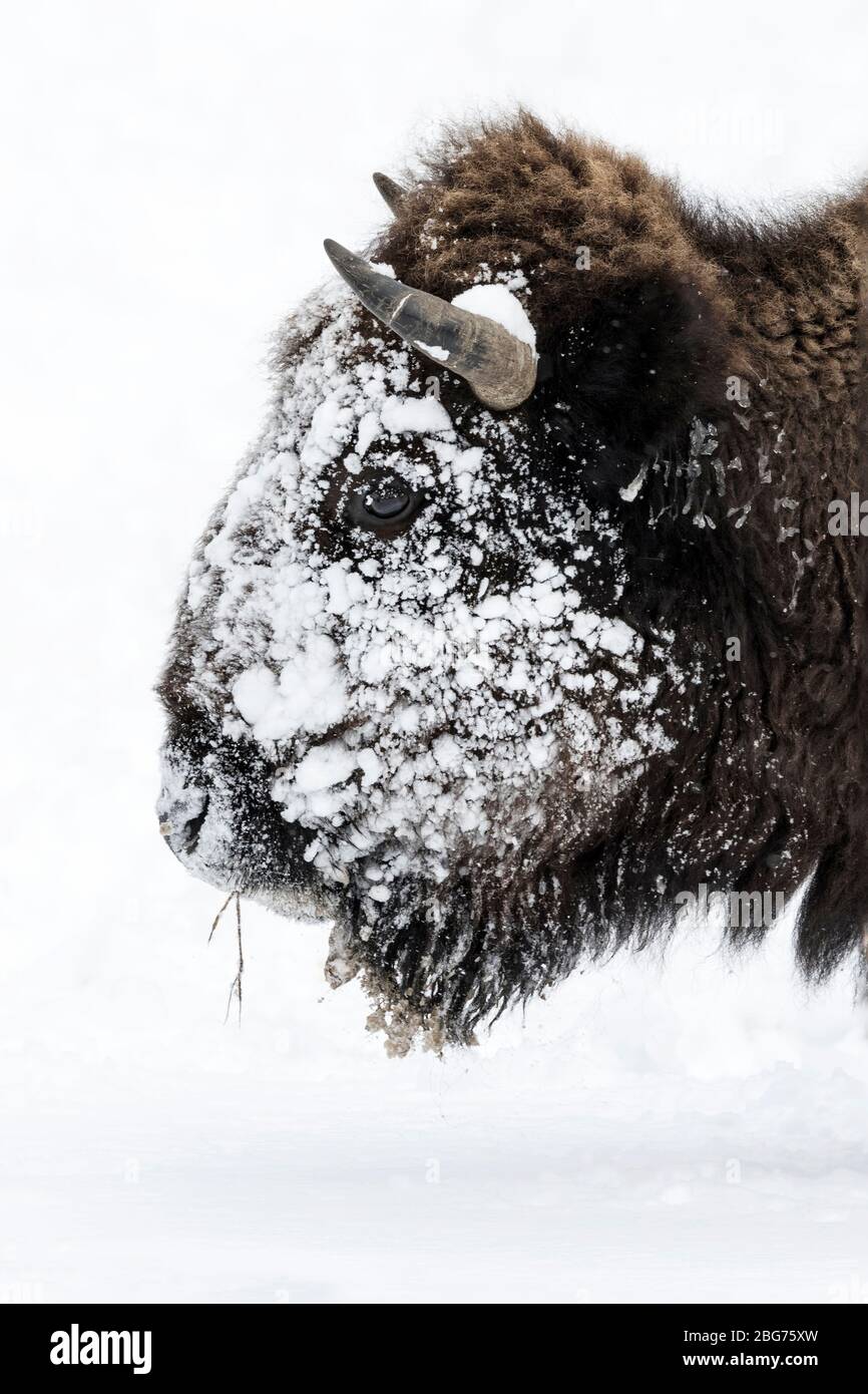 American Bison - facial close ups of ice and snow covered face Stock ...
