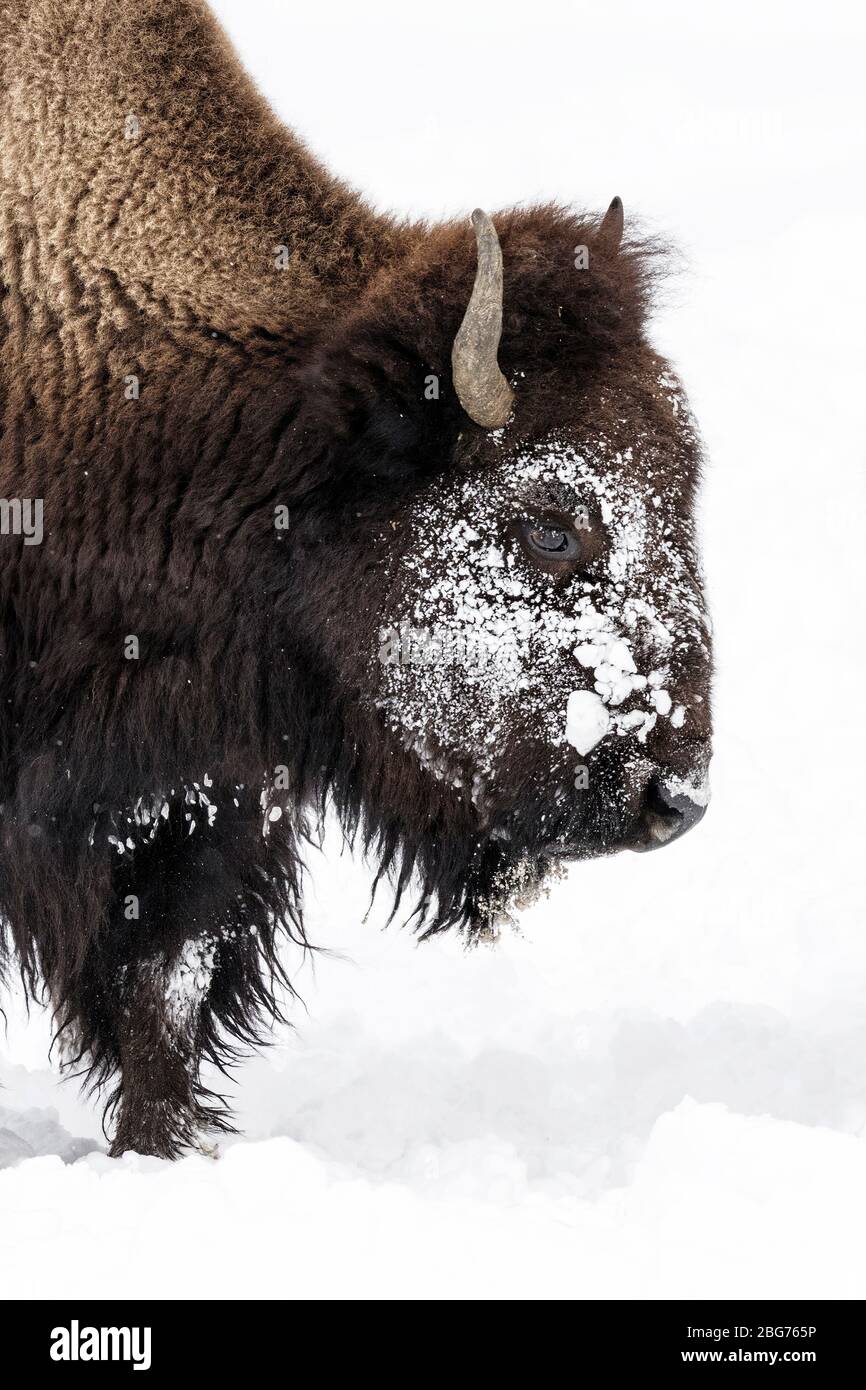 American Bison - facial close ups of ice and snow covered face Stock ...