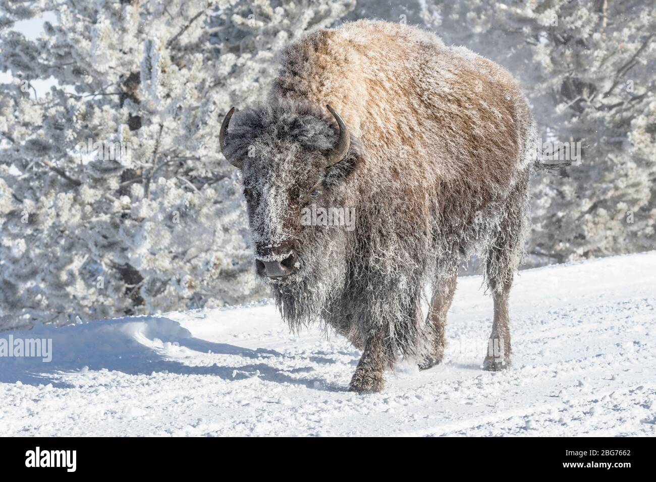 A frost covered American Bison Stock Photo - Alamy