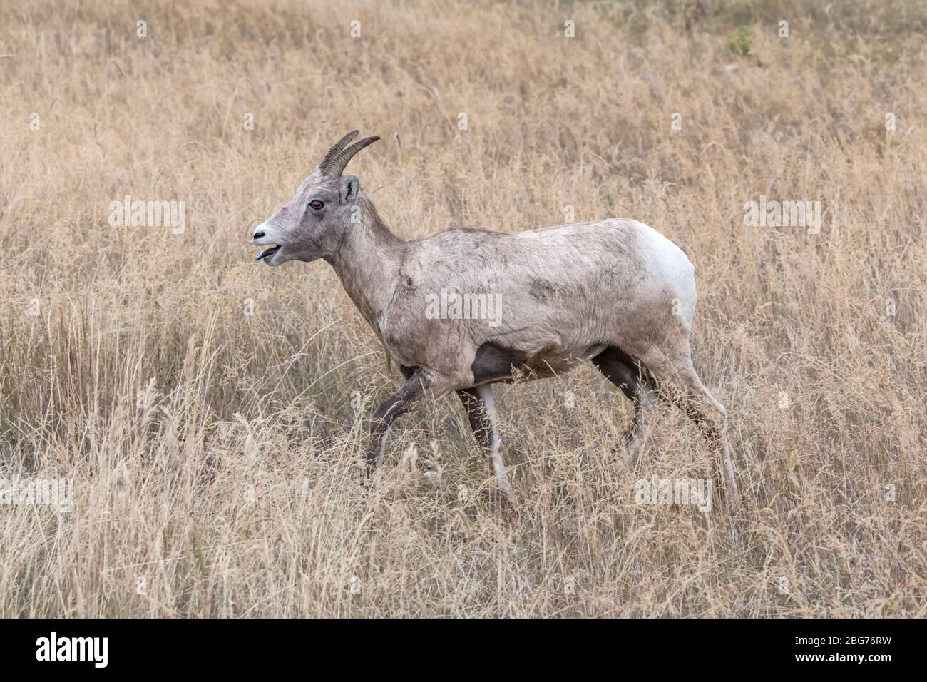 Species of sheep hi-res stock photography and images - Alamy