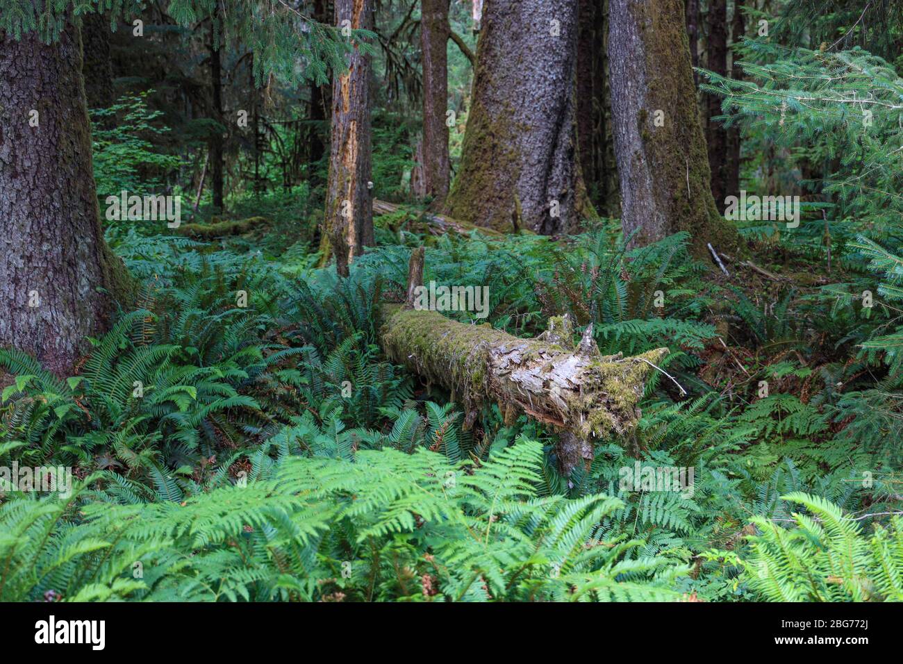 Fallen tree in a forest floor covered with ferns along the Spruce ...