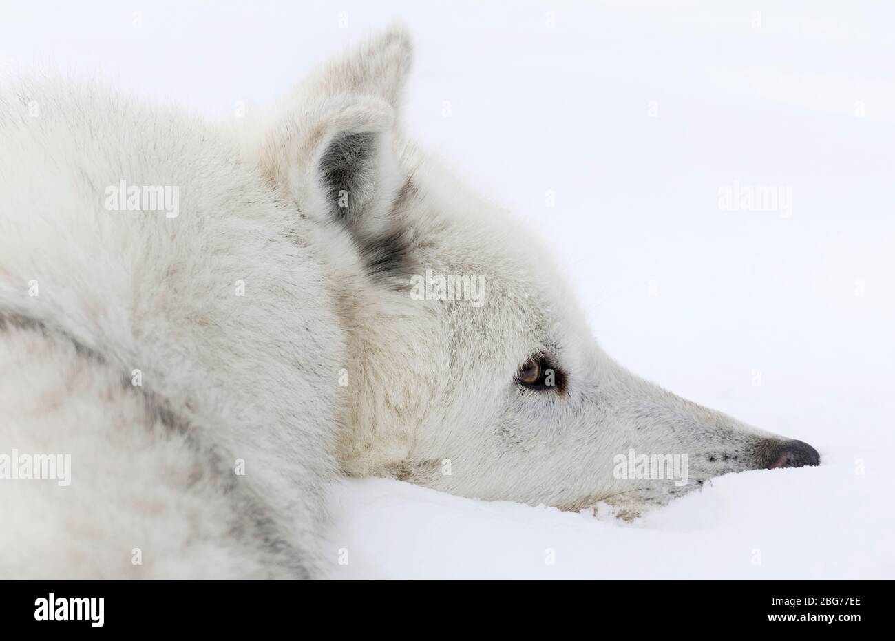Wolf close hi-res stock photography and images - Alamy
