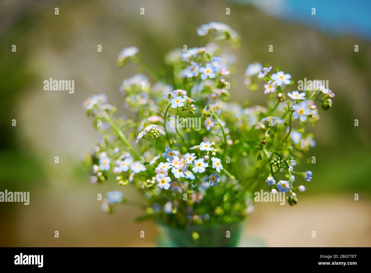 forget-me-not in front of natural dark green background Stock Photo - Alamy