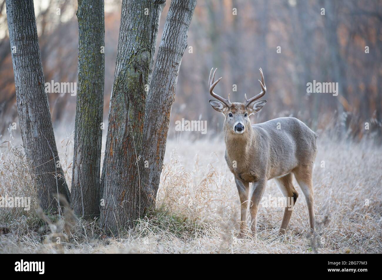 White-tailed Deer, buck (Odocoileus virginianus), Eastern N. America ...