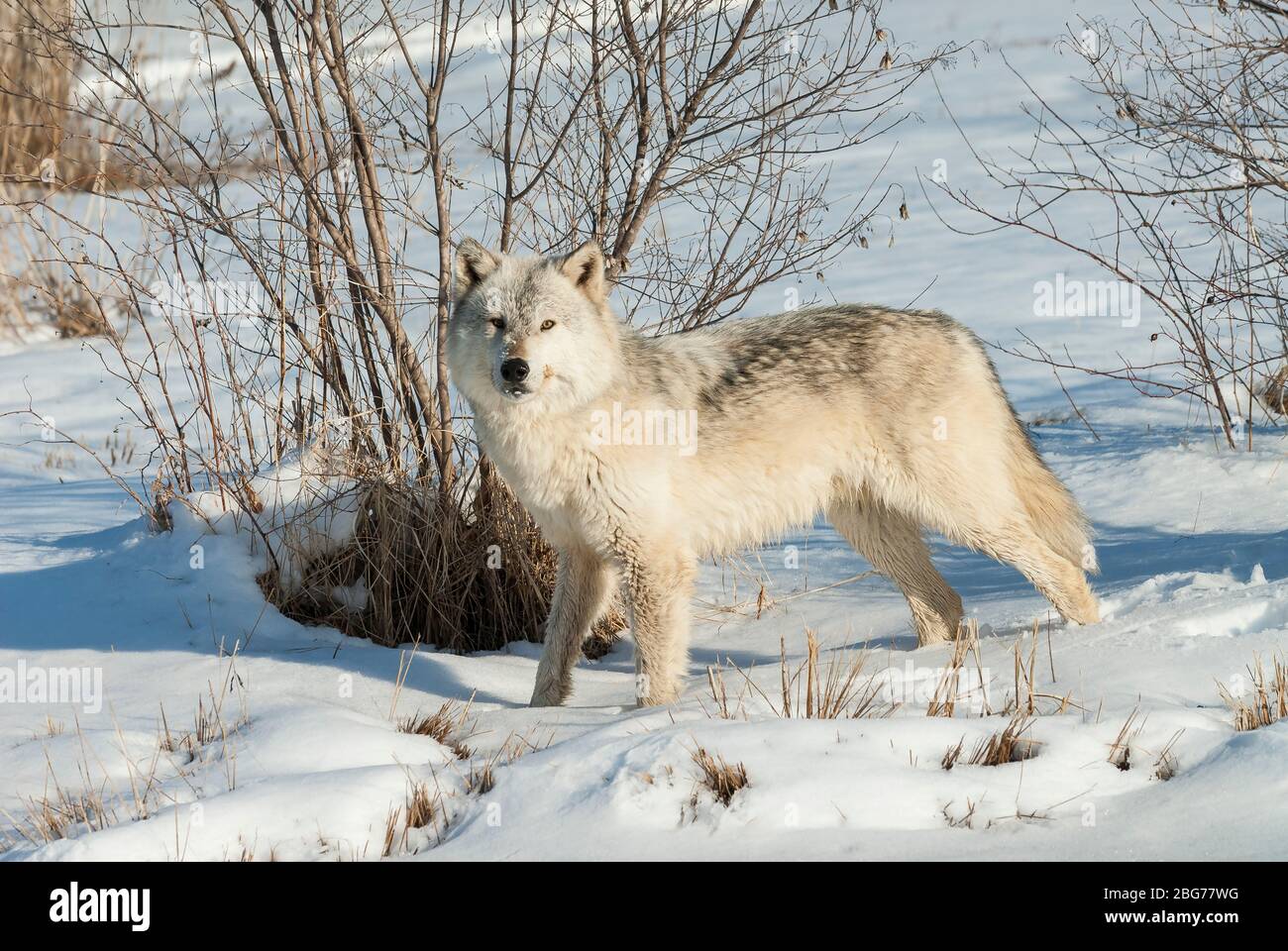 Gray Wolf, winter, North America, by Dominique Braud/Dembinsky Photo ...