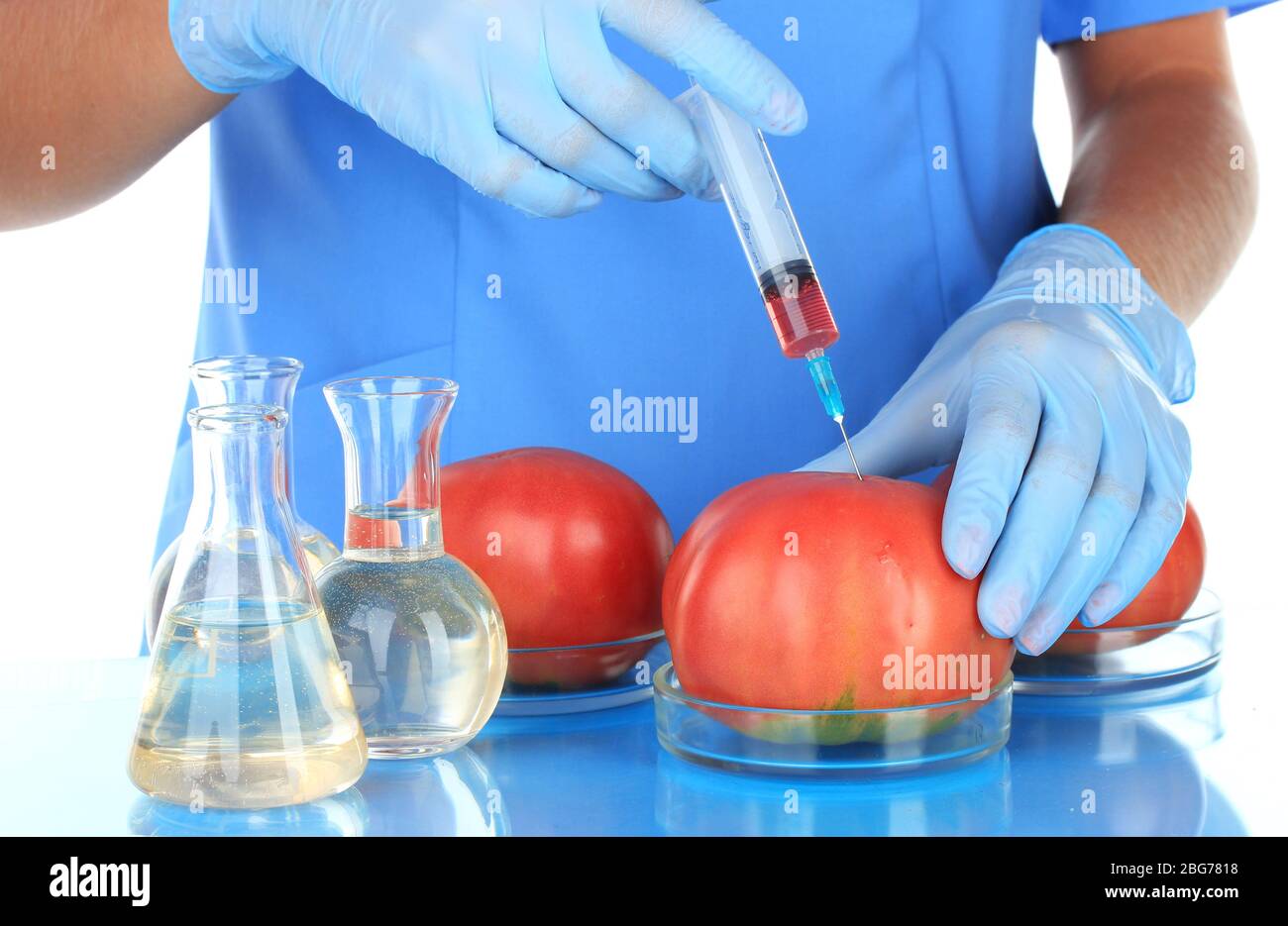 Scientists make injection into fresh red tomato in laboratory Stock ...