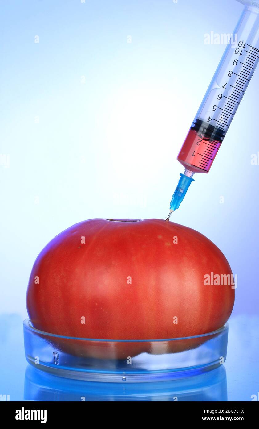 Injection into fresh red tomato on blue background Stock Photo - Alamy