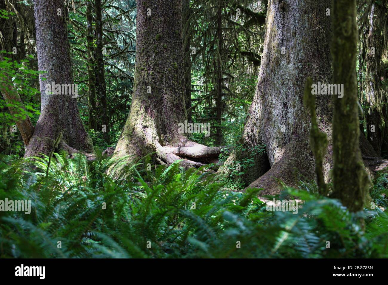 A Nurselog Colonnade on the Spruce Nature Trail in the Hoh Rain Forest ...