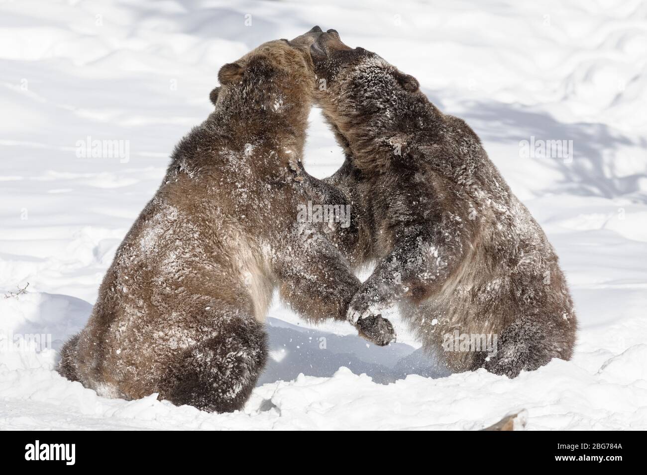 Grizzly Bears fighting in the snow Stock Photo - Alamy