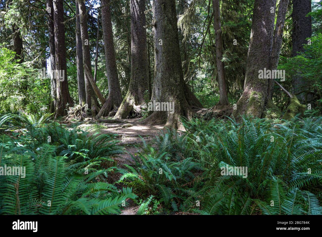 A Nurselog Colonnade on the Spruce Nature Trail in the Hoh Rain Forest ...
