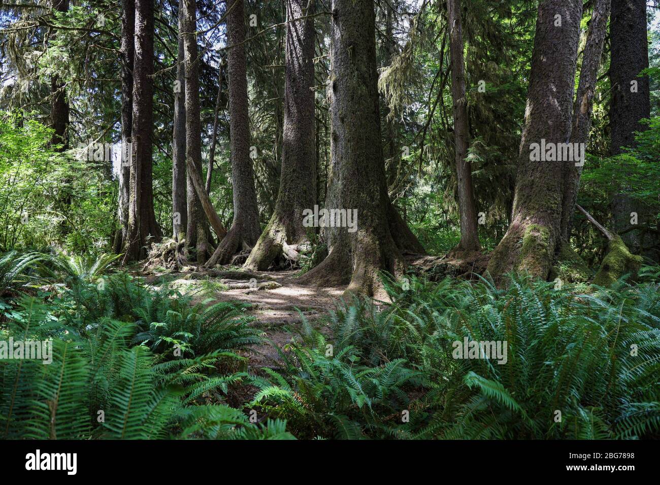 Nurselog hi-res stock photography and images - Alamy