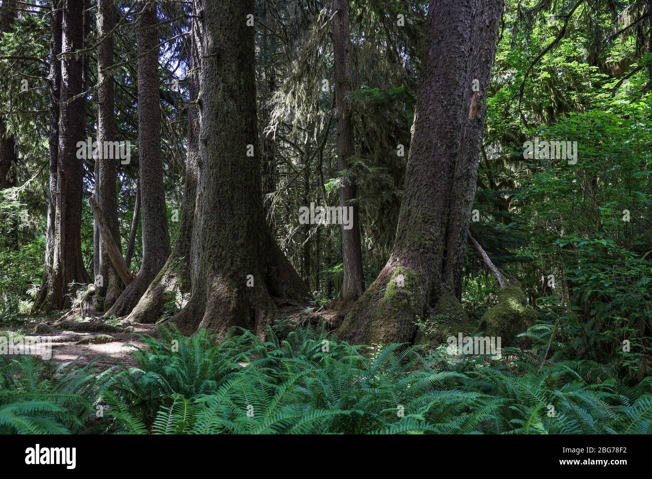 A Nurselog Colonnade on the Spruce Nature Trail in the Hoh Rain Forest ...