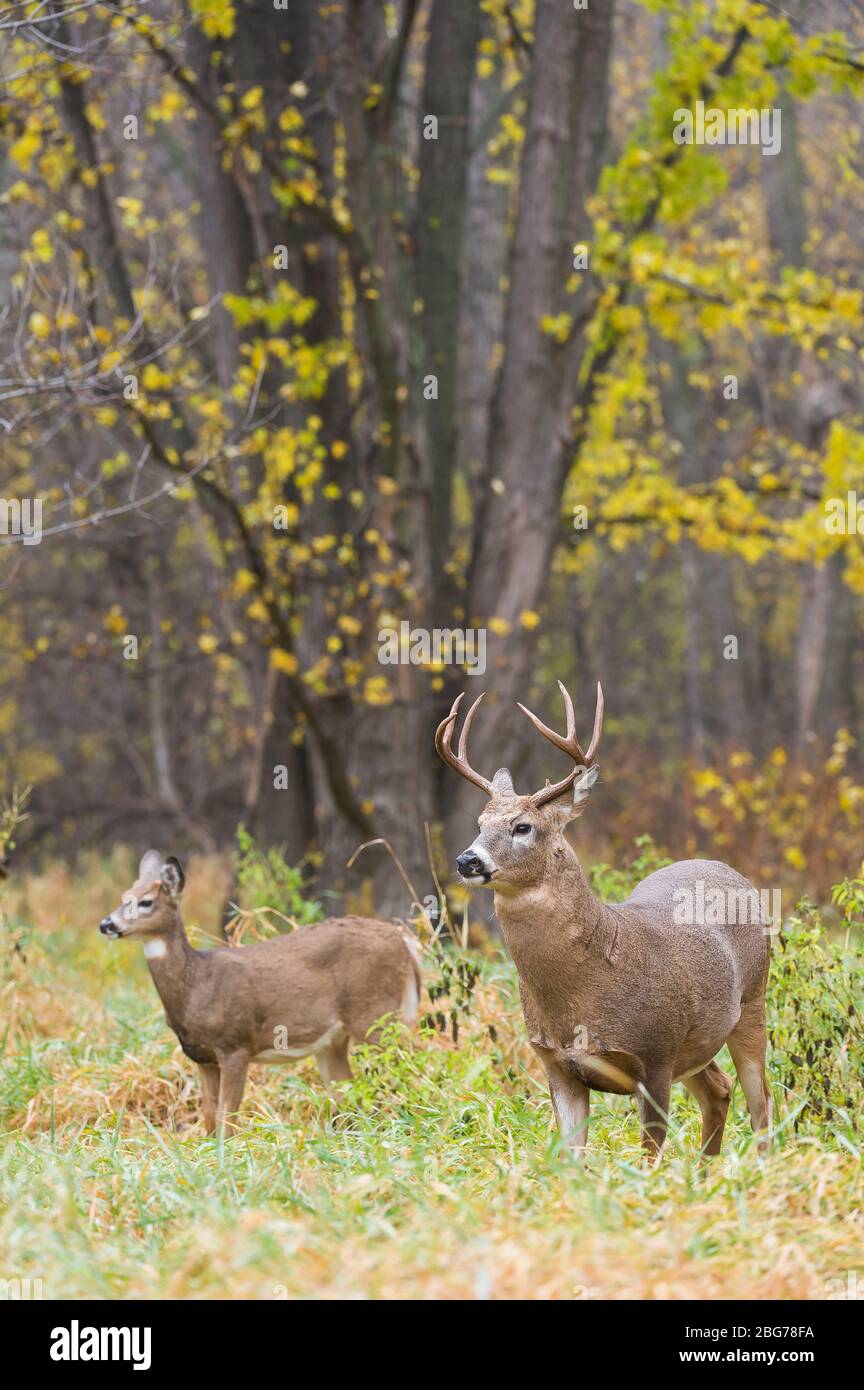 White-tailed Deer, buck and doe, (Odocoileus virginianus), Eastern N ...
