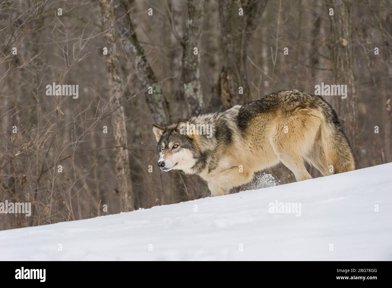 Gray wolf hunting hi-res stock photography and images - Alamy