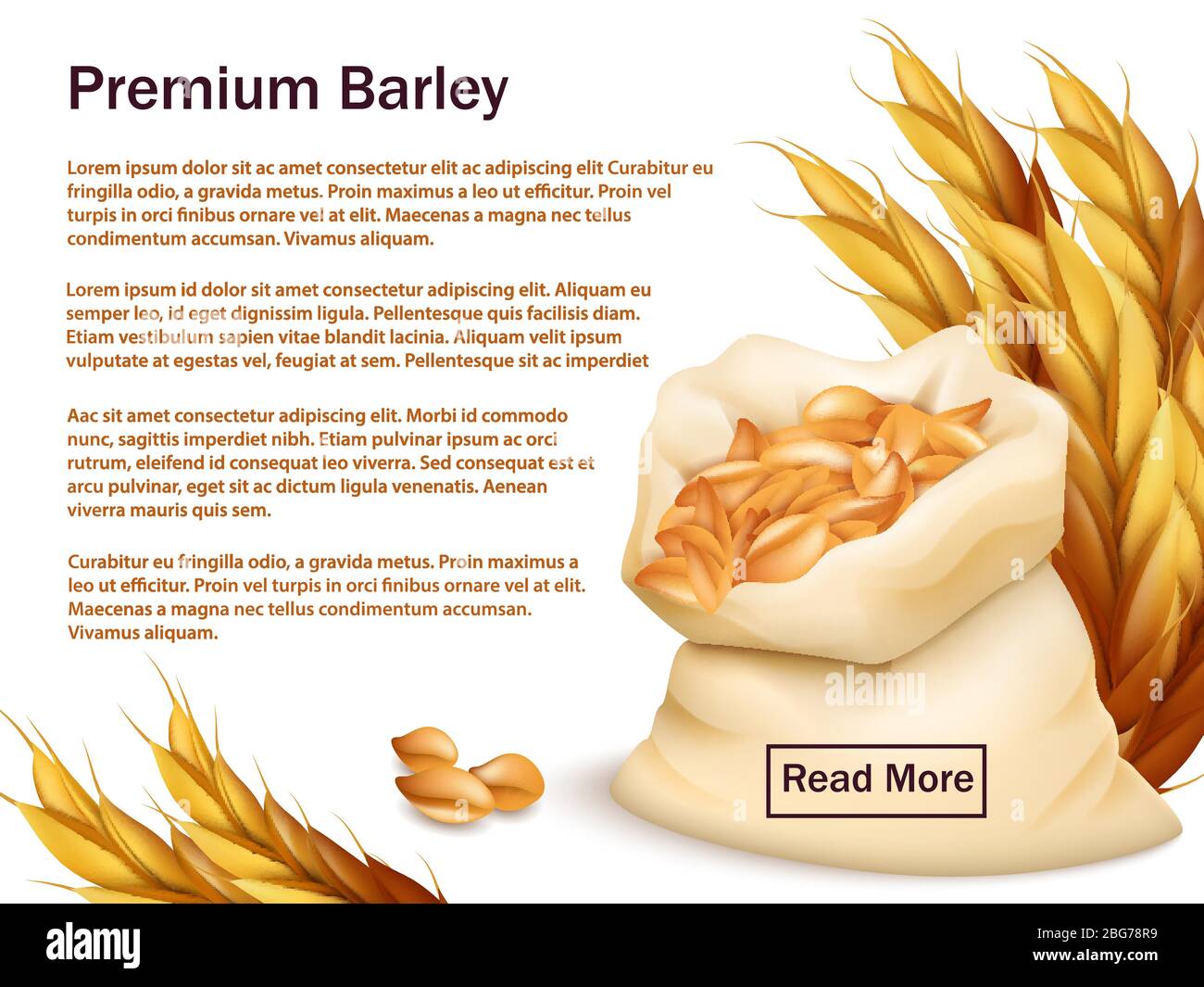 Realistic barley, ears and grains isolated on white background. Premium ...