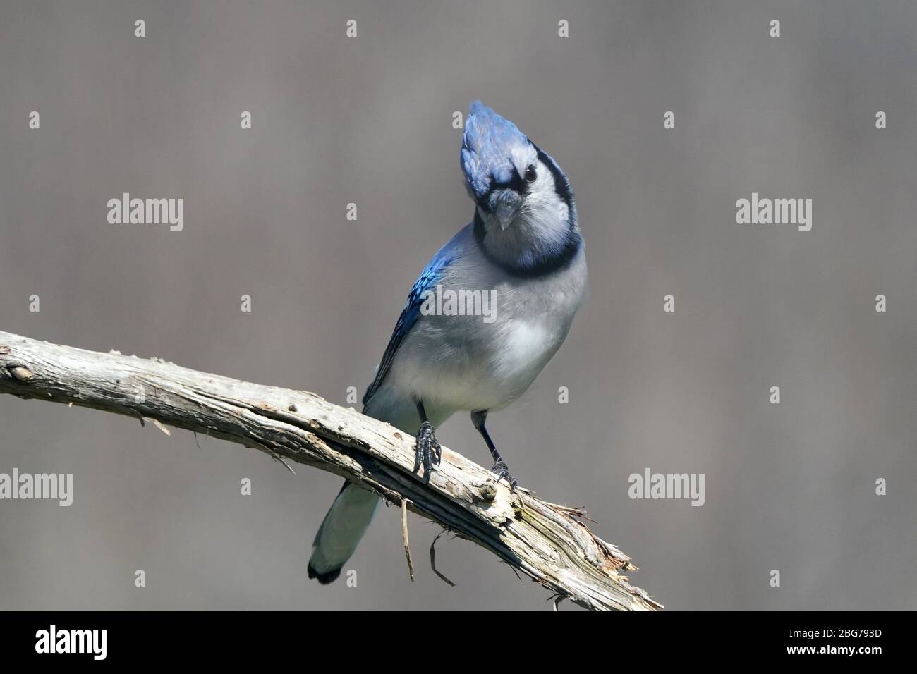 With a blue jay in the claws hi-res stock photography and images - Alamy