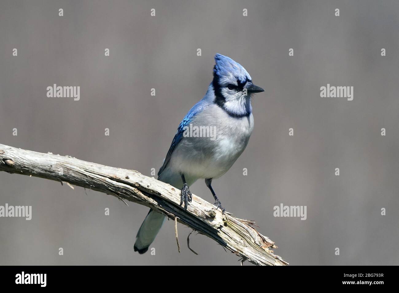 Blue jays land on feeder hi-res stock photography and images - Alamy