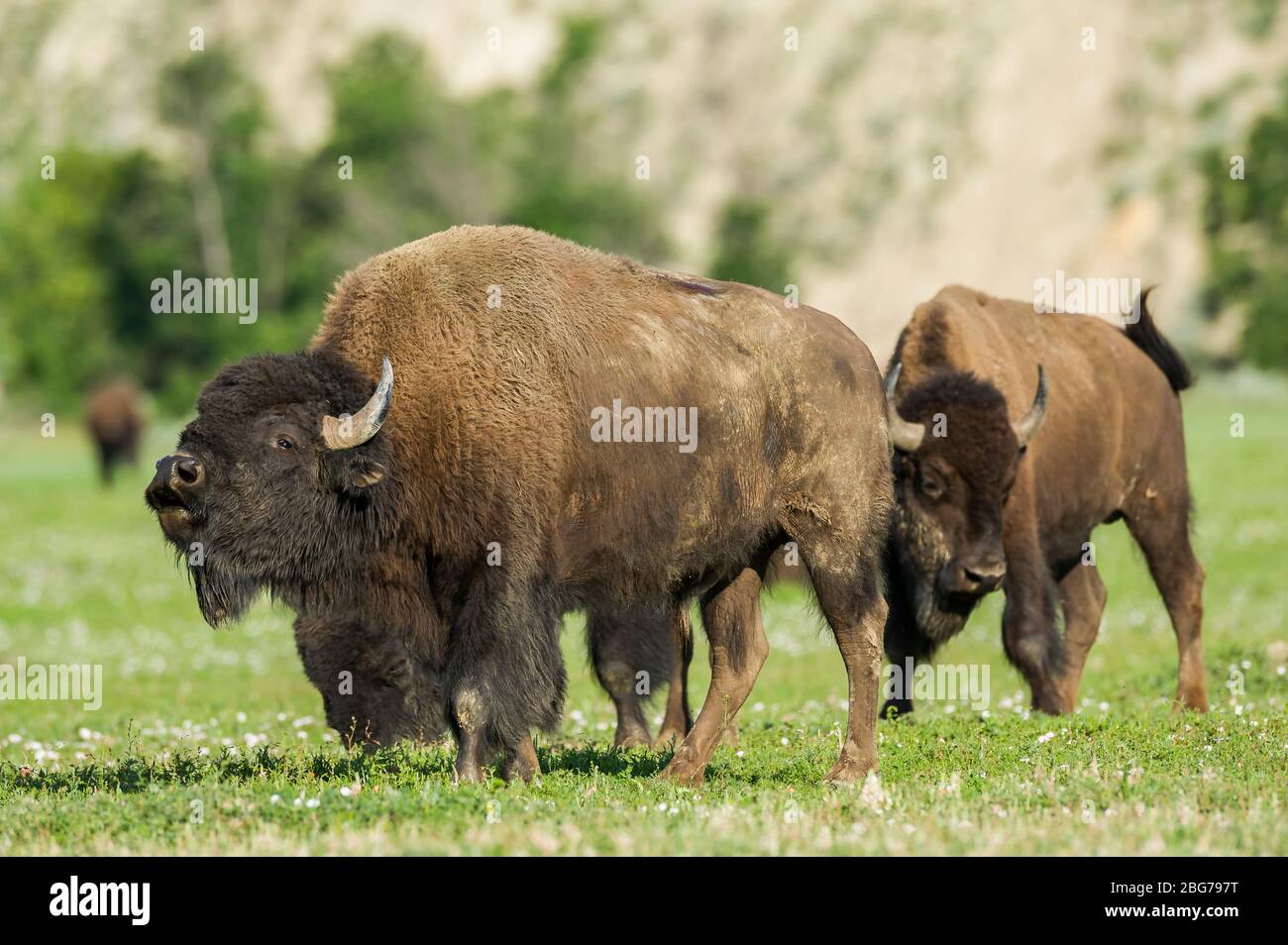 American bison bulls hi-res stock photography and images - Alamy