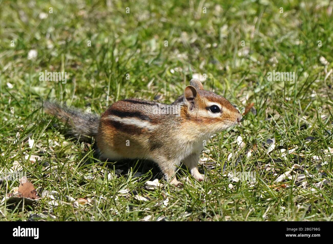 White stripes on the flanks hi-res stock photography and images - Alamy