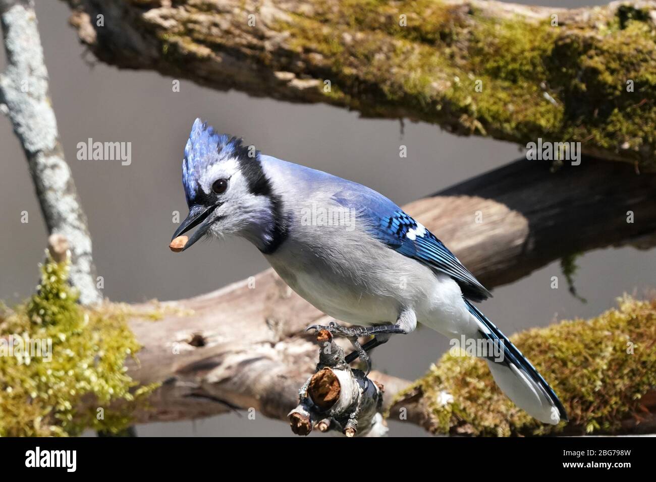 Blue jay in nature reserve hi-res stock photography and images - Alamy