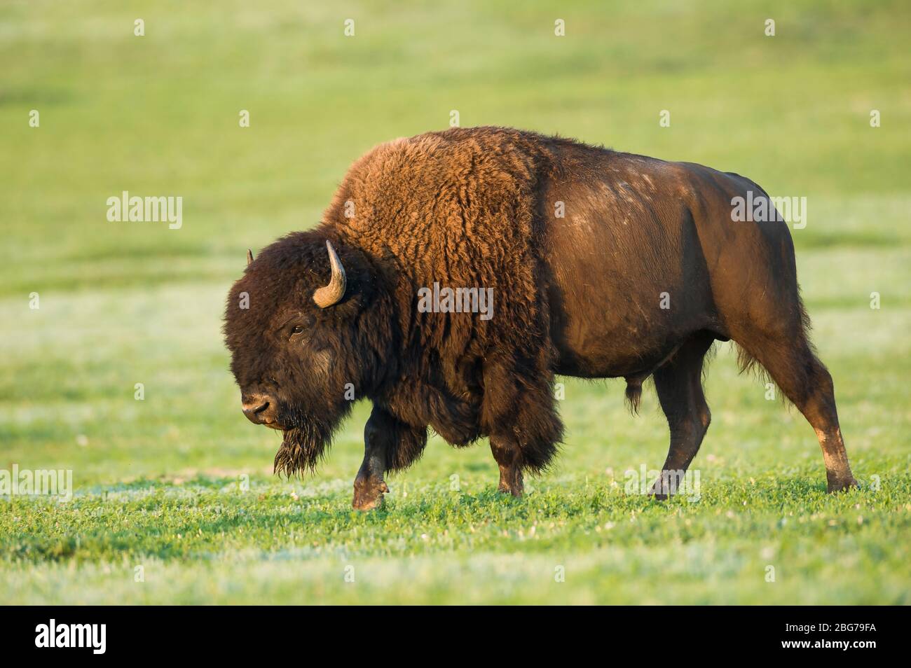 American Bison, Theodore Roosevelt NP, North Dakota, USA, by Dominique ...