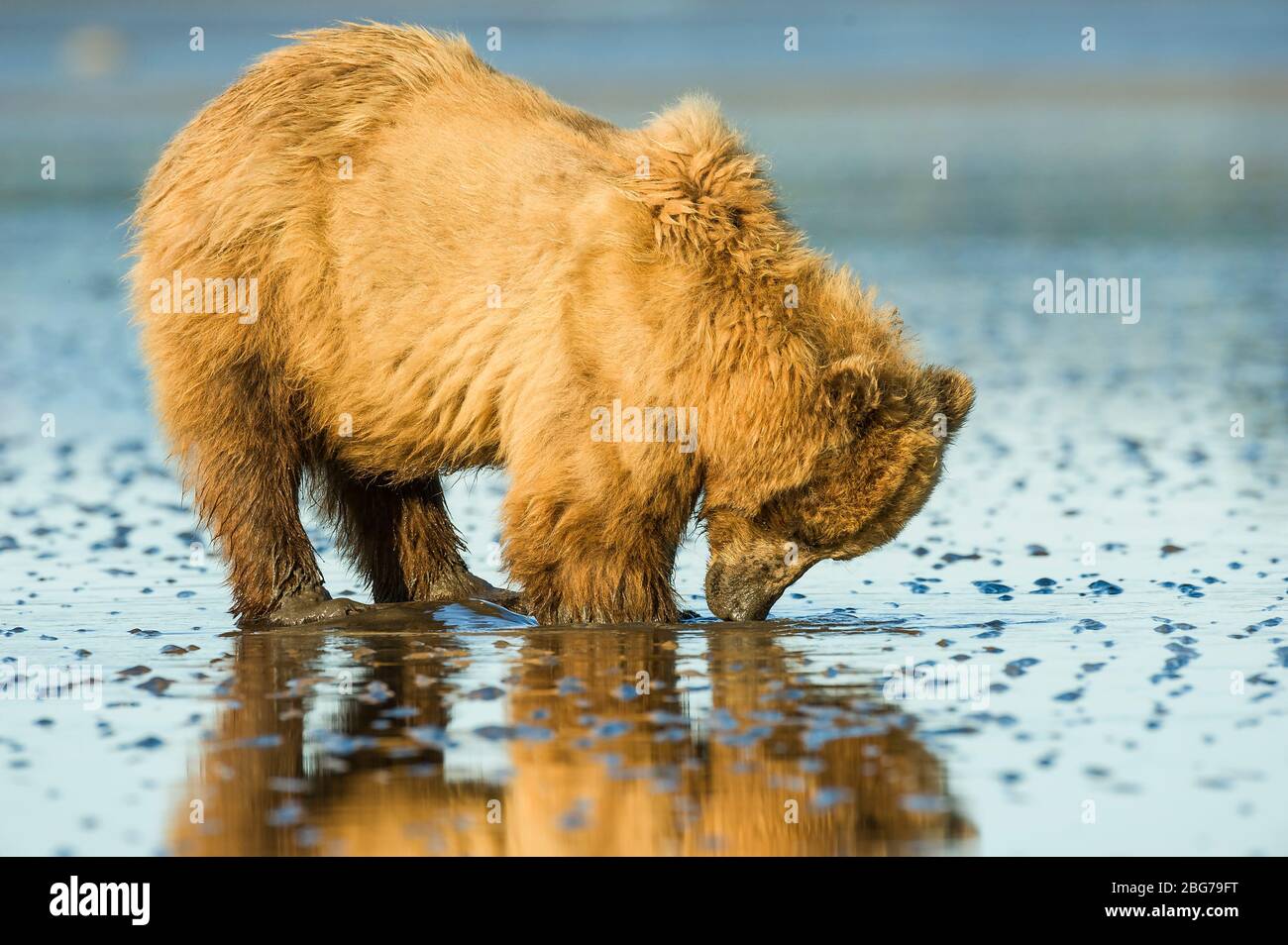 Coastal Brown Bear, hunting Razor clams, Grizzly (Ursus arctos), Lake ...
