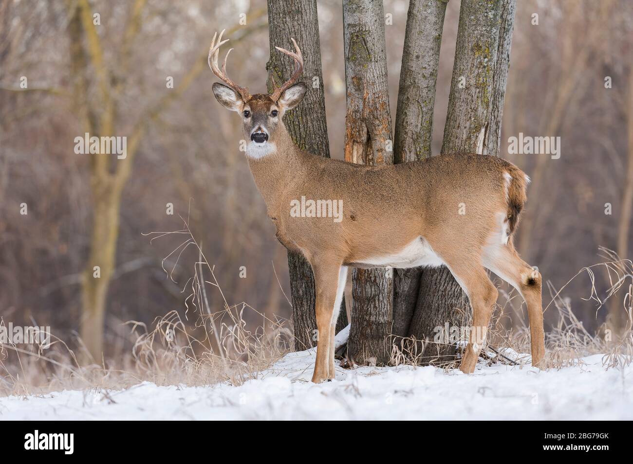 White-tailed Deer, buck (Odocoileus virginianus), Eastern N. America ...