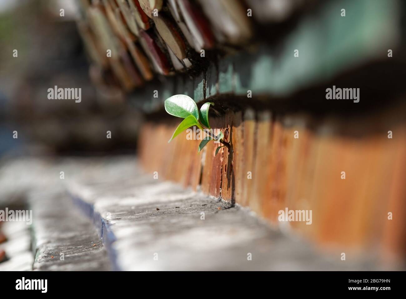 Sprout of a tree has sprouted in the wall of the house, a symbol of ...