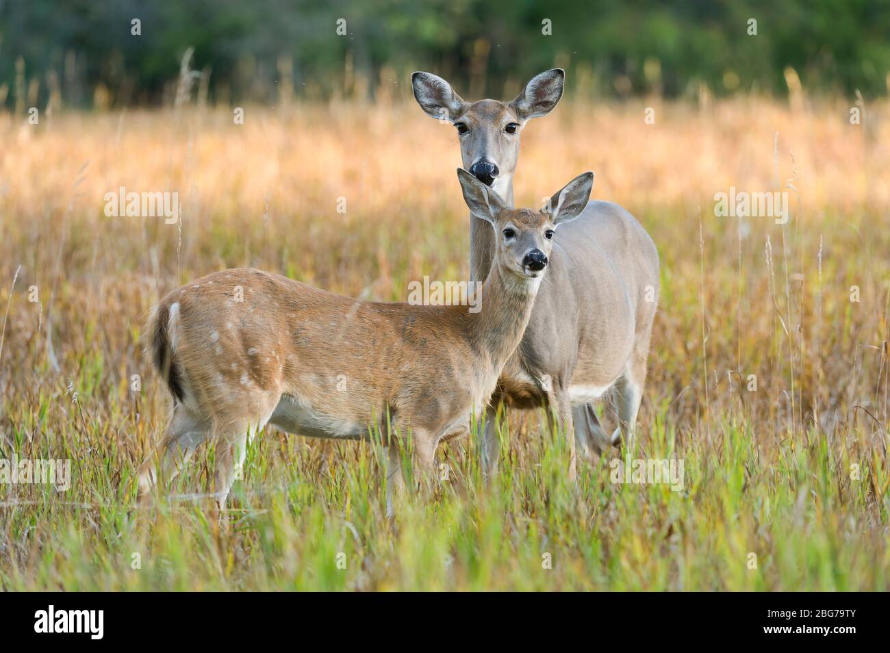 White Tailed Deer Yearling