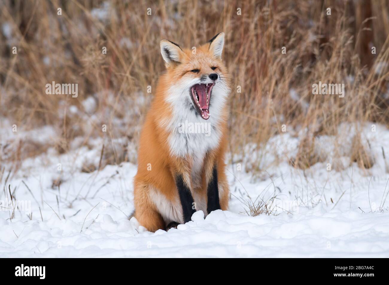 Adult Red Fox (Vulpes vulpes), Winter, North America, by Dominique ...