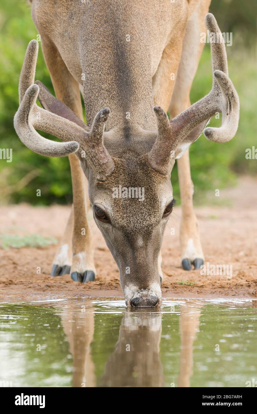 White-tailed Deer drinking from pond, buck (Odocoileus virginianus ...