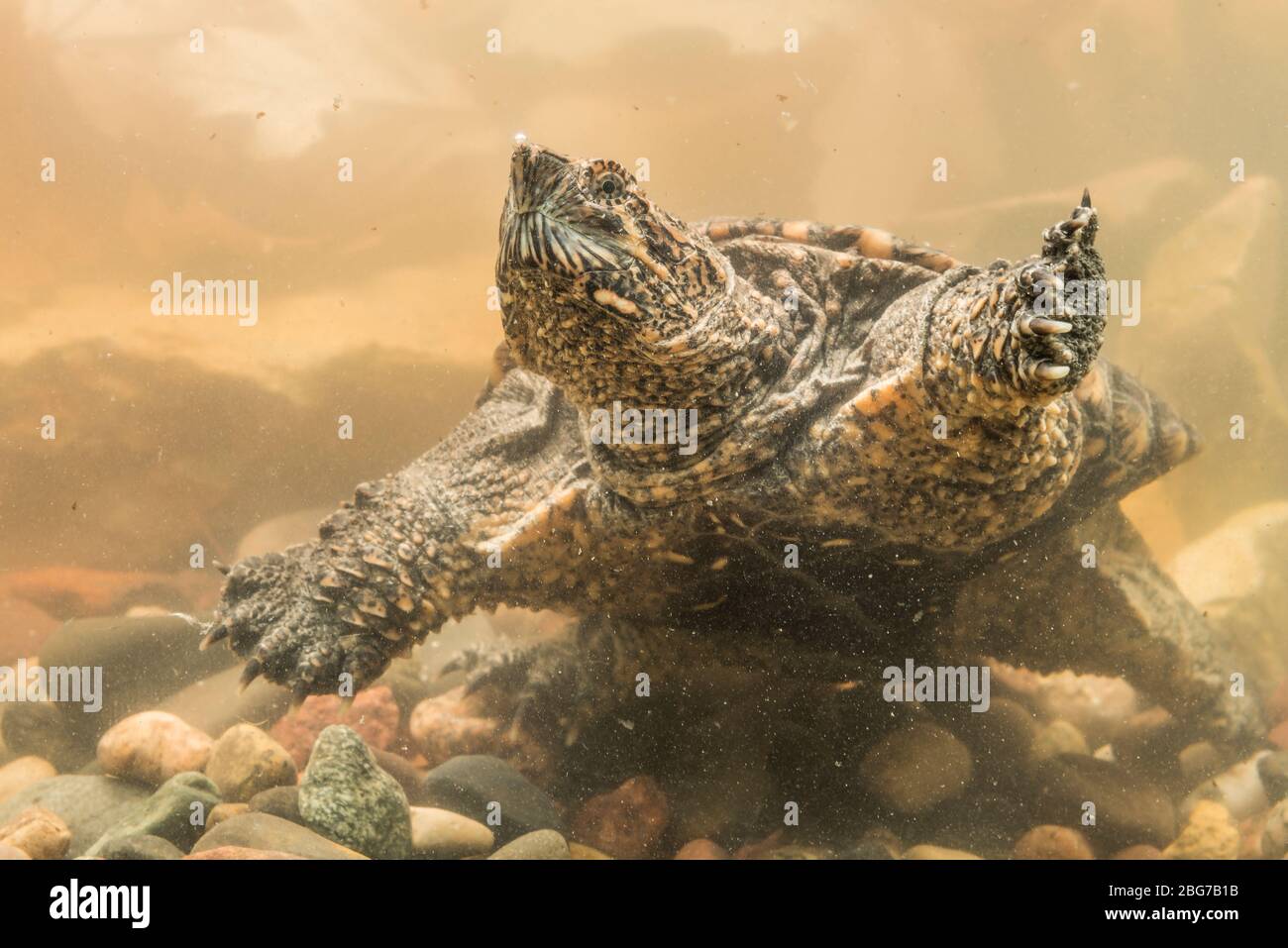 Common Snapping Turtle, (Chelydra serpentina), swimming under water ...
